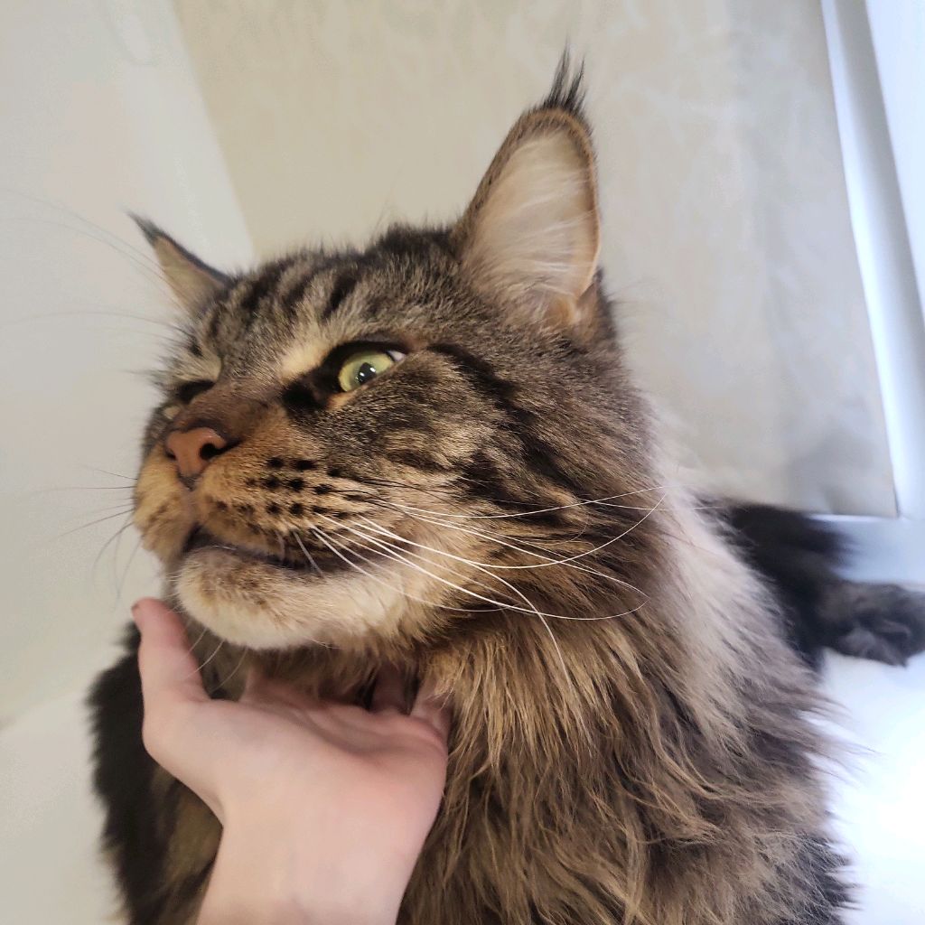 Иконка канала .˚•ВАША ЗДВГЕШНИЦА•˚.