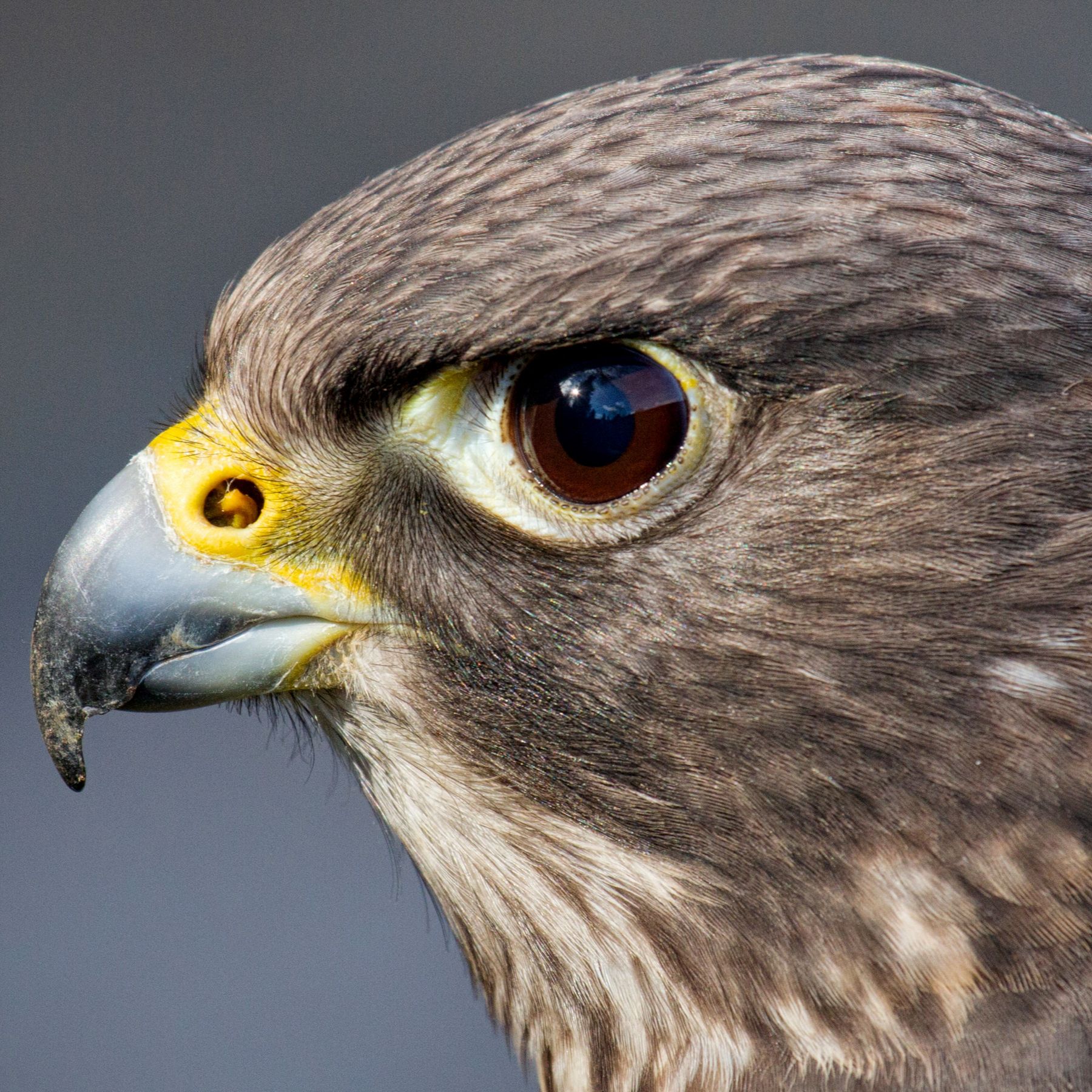 Иконка канала DymOK