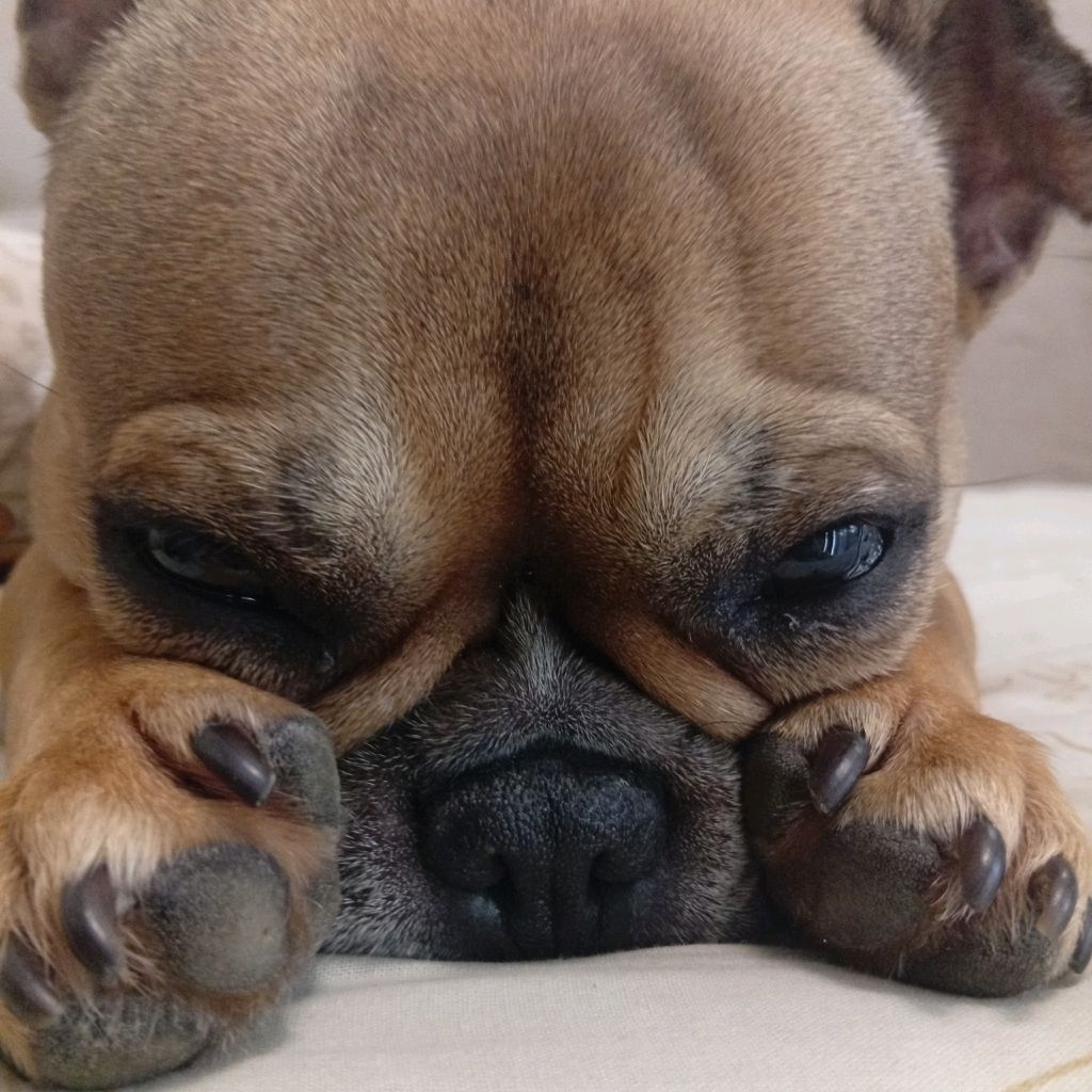 Иконка канала 🐕Джина Stor