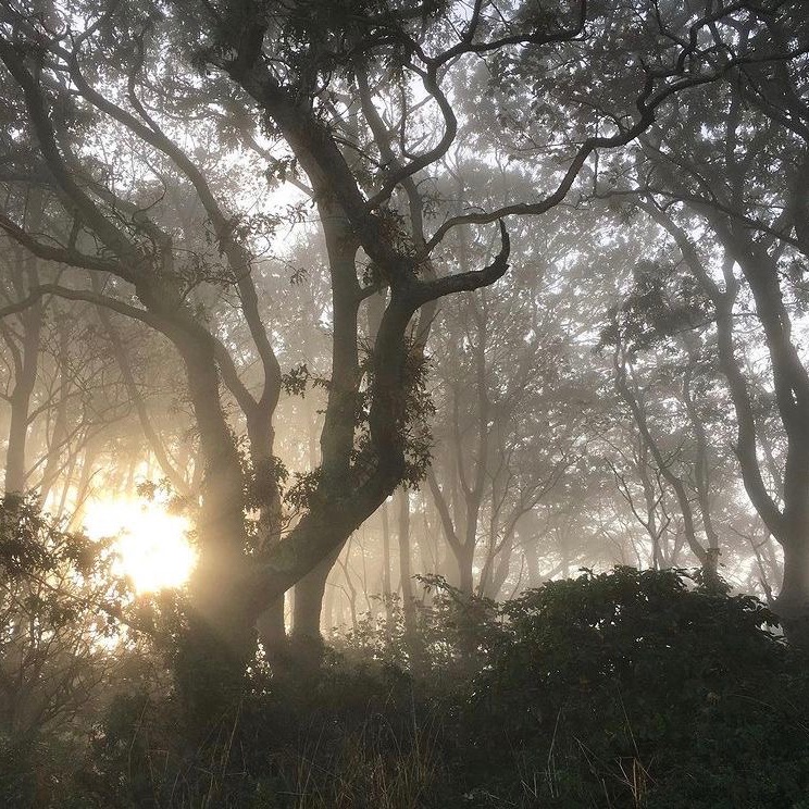 Иконка канала chuu