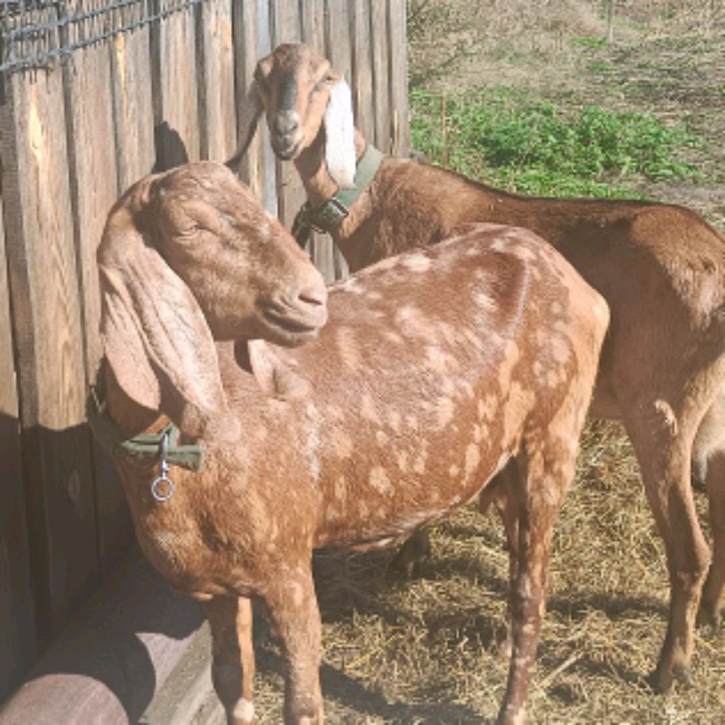 Иконка канала Усадьба Восточных Коз