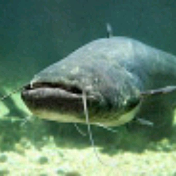 Иконка канала Сом Геймер