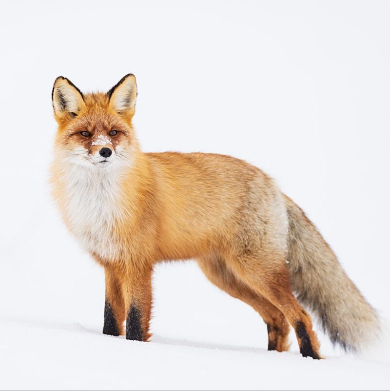 Иконка канала channel77709175