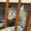 Иконка канала Кот Борька