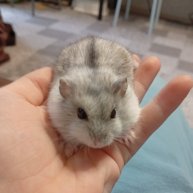 Иконка канала Хомяк компьютерные игры и другое