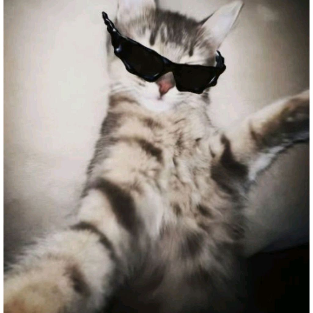 Иконка канала cat_stori😻