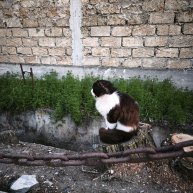 Иконка канала Дневник котят которых принес кот