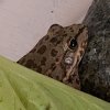 Иконка канала Экзотические Животные