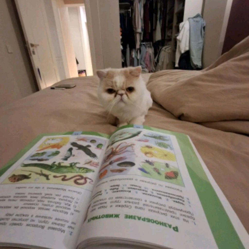 Иконка канала Кот ixz