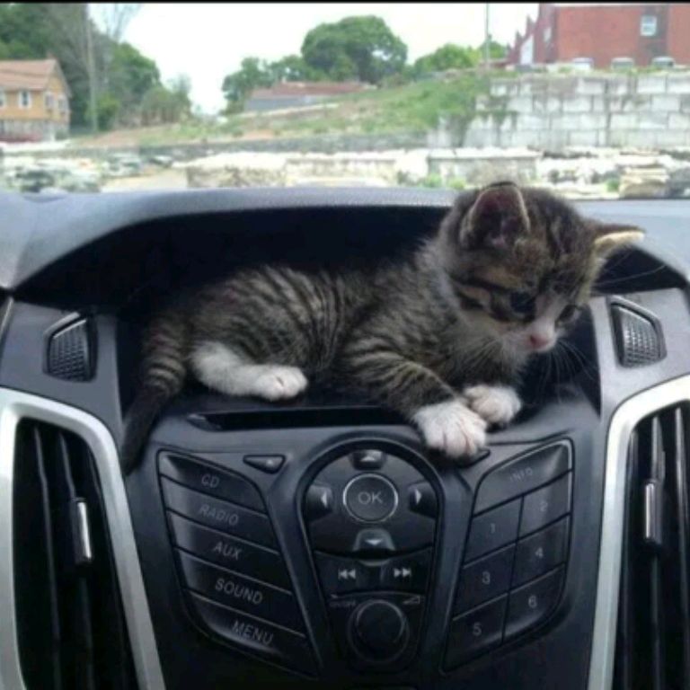 Иконка канала Kitty❤