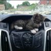 Иконка канала Kitty❤