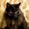 Иконка канала Животные Игры И Не Только