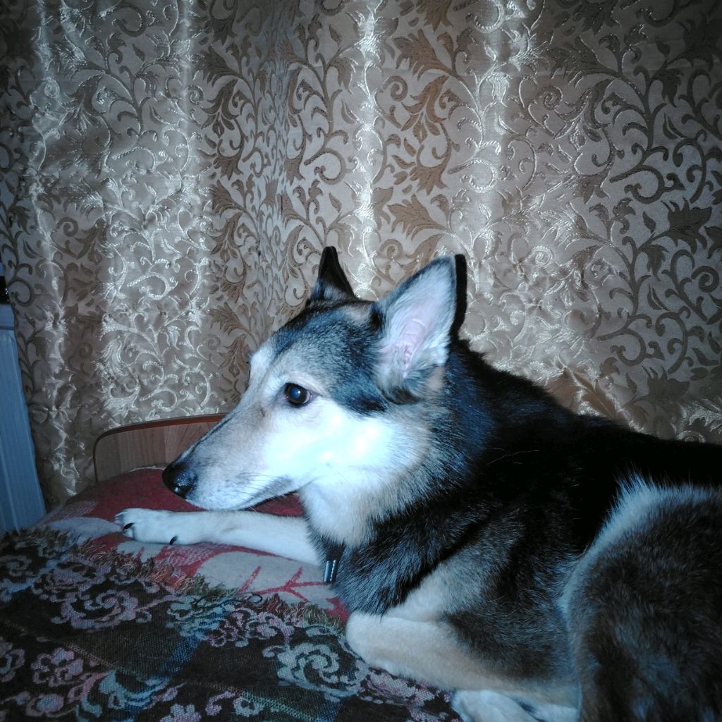 Иконка канала 🐛 The little pets🌸