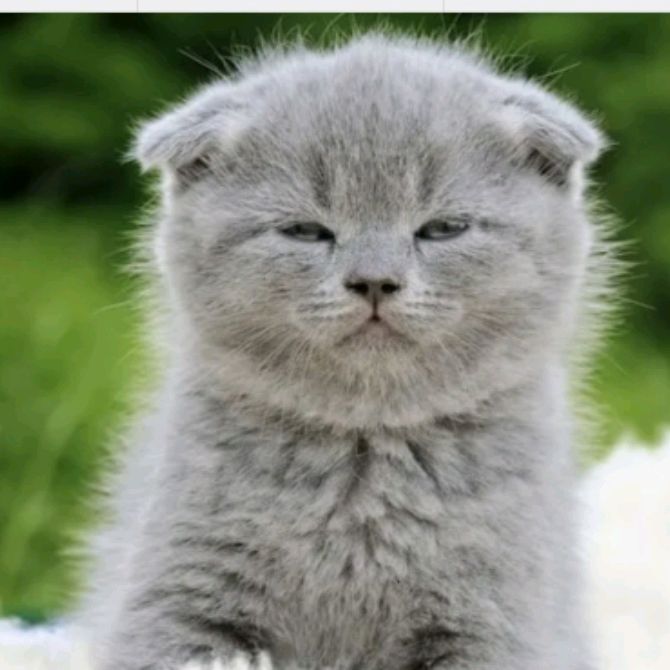 Иконка канала #🤍тока 's family ♾°•°