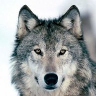 Иконка канала Серый Волк