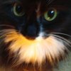 Иконка канала Meow!