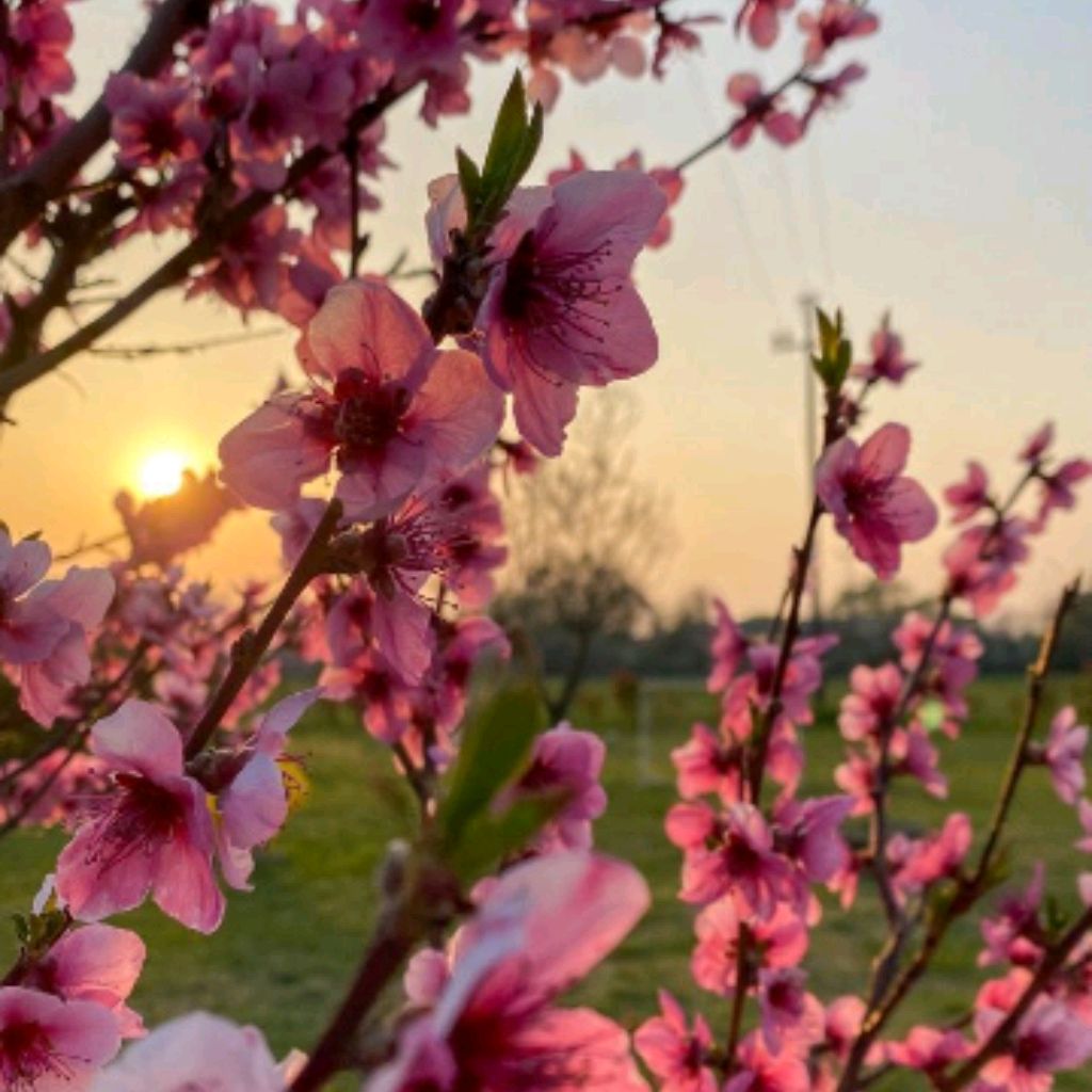 Иконка канала 🔥🍃🌹 Характер Беда🌹🍃🔥
