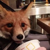 Иконка канала Oreshik