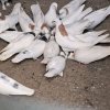 Иконка канала Небо И Голуби