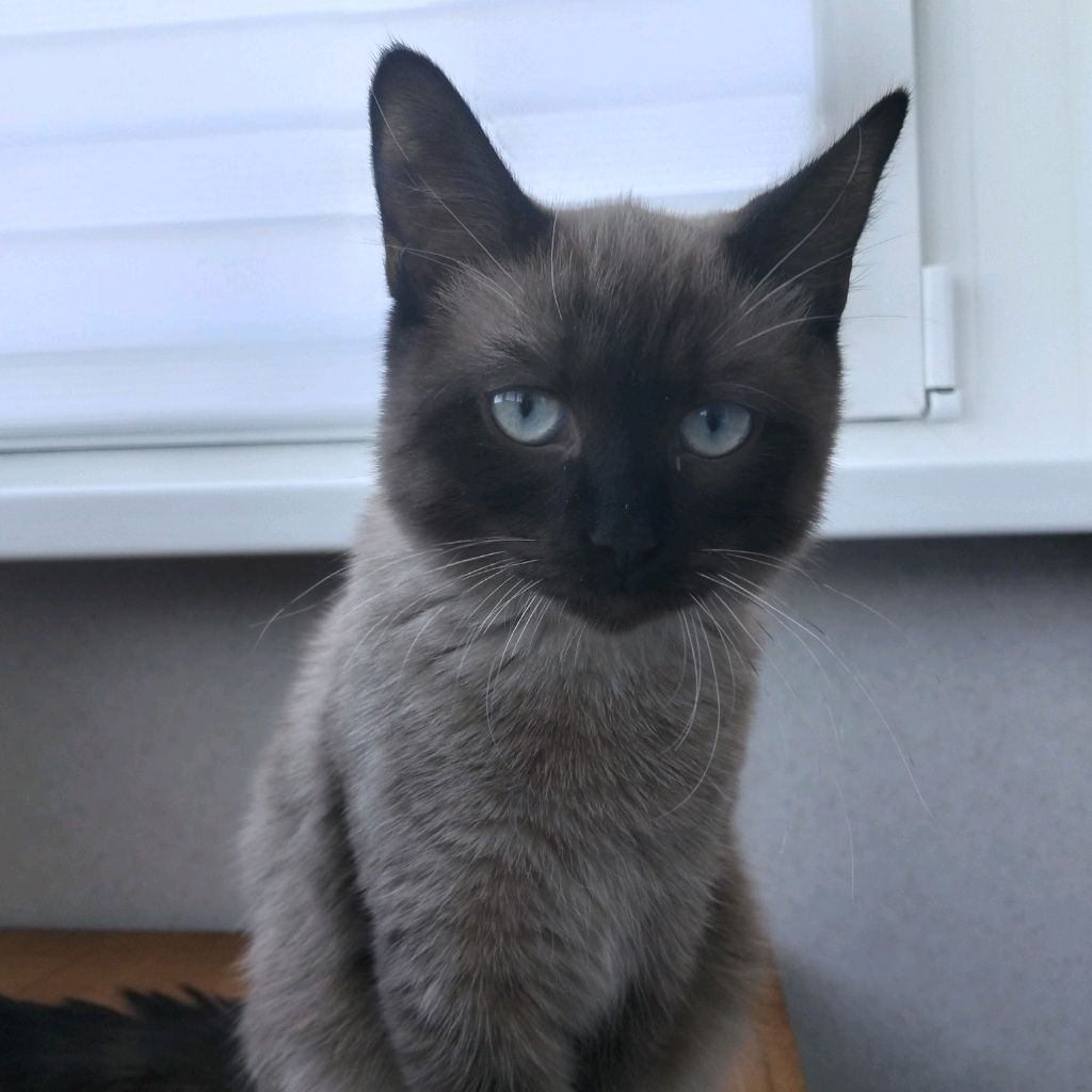 Иконка канала зеля