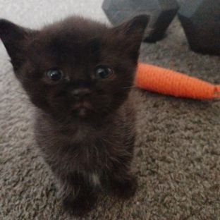 Иконка канала siqsai