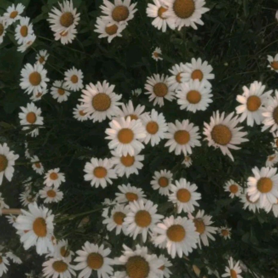 Иконка канала 🌿Домик Жени ( Ухажу ?)