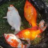 Иконка канала Подводная Жизнь В Пруду