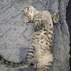 Иконка канала приколы с котиками