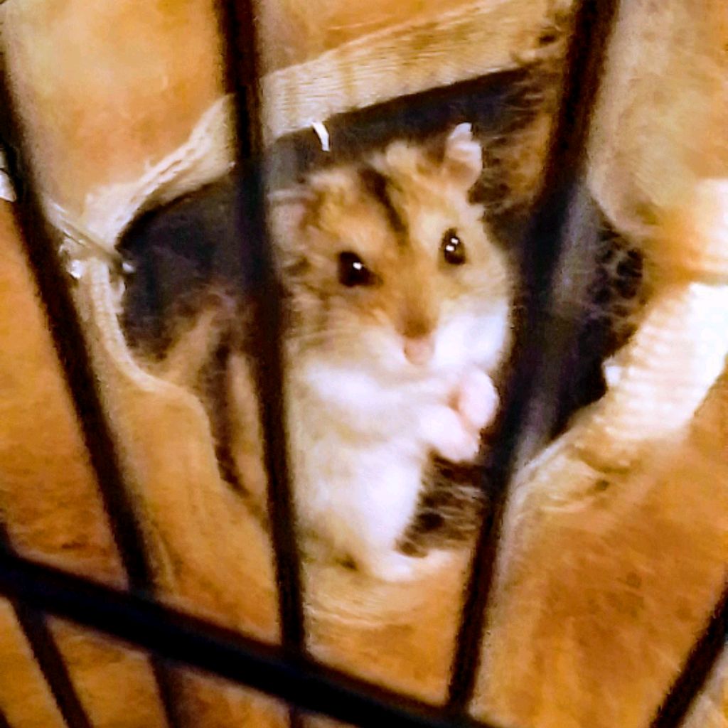 Иконка канала ДЕД ПАШОС