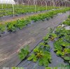 Иконка канала Клубника🍓 ТуТ Смоленск