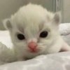 Иконка канала ꧁☆!муся!★꧂