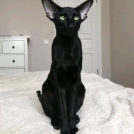 Иконка канала РЕСТ°★{Гроза}★° Коты-Воители