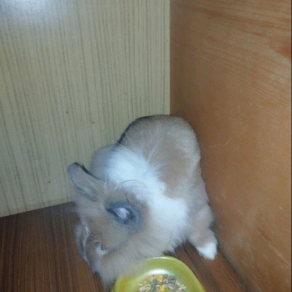 Иконка канала Krolik_na_u