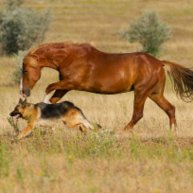 Иконка канала 🐴ⲏⲟⲣⲕⲁ ⲕⲟⲏⲏυⲕⲁ🤎 ⲗⲟⲱⲁⲇυ schleich⌚
