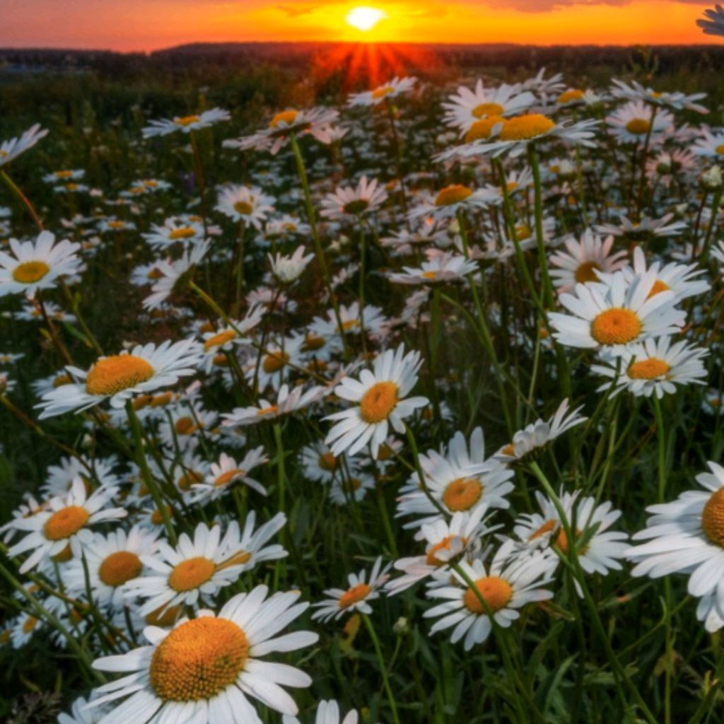 Иконка канала 🌼•Ketny•🌼