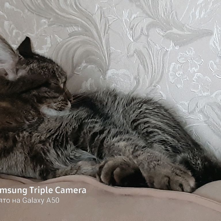 Иконка канала Amika