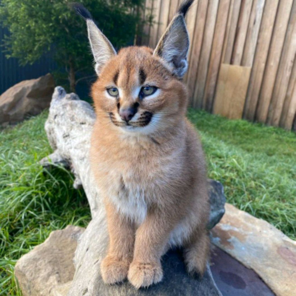 Иконка канала Шлёпа Любит Пельмени 😈👿😽