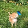 Иконка канала HNKN FF