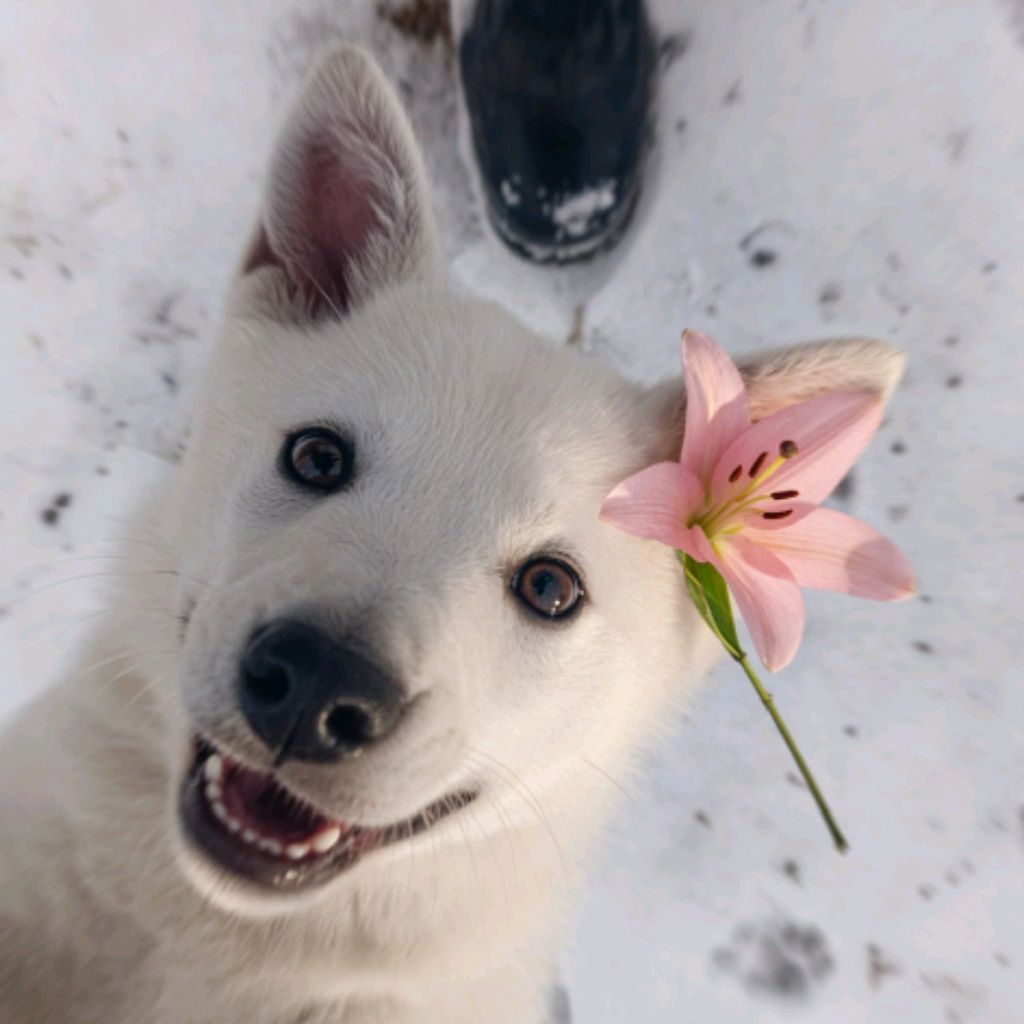 Иконка канала лαпки в снегу🤍🐕/ᴮᴱᴴᴱРᴬ🐶
