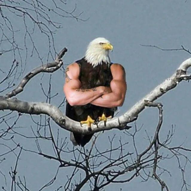 Иконка канала Железный орел