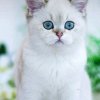 Иконка канала Mira Cat😺🐈
