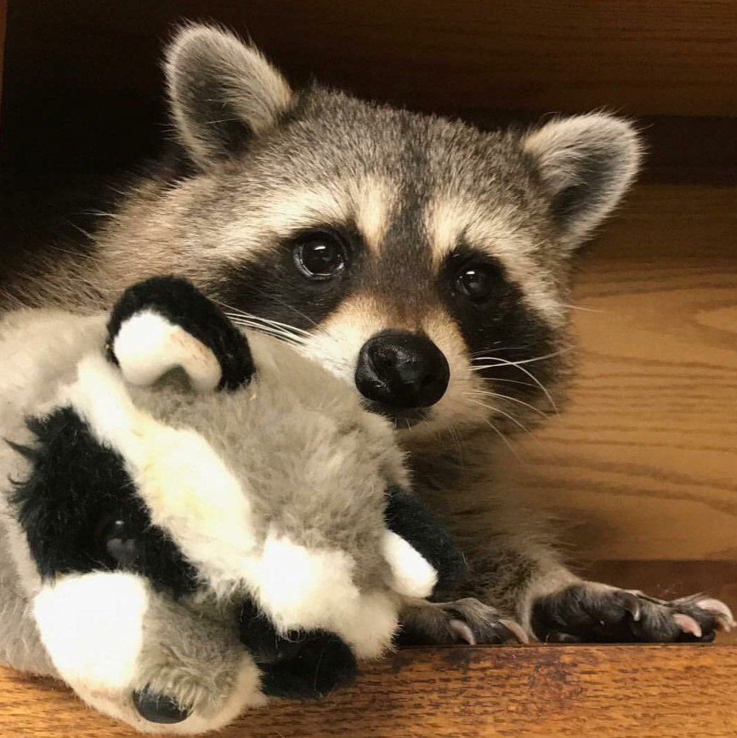 Иконка канала Sigma Craft