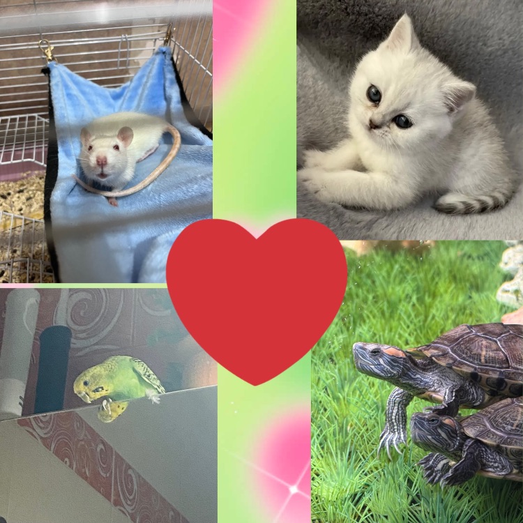 Иконка канала КИРУСЯ КУ КУ СЯ 🦜🐢🐢🐁🐈🐈🐈