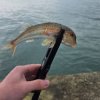 Иконка канала black sea fishing
