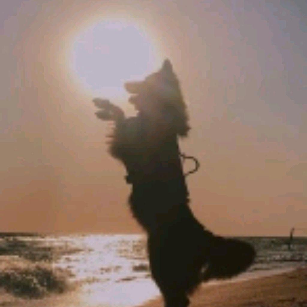 Иконка канала ☀️Sun Dog☀️