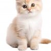 Иконка канала Крутой котик