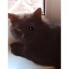 Иконка канала Фоксяныч 001