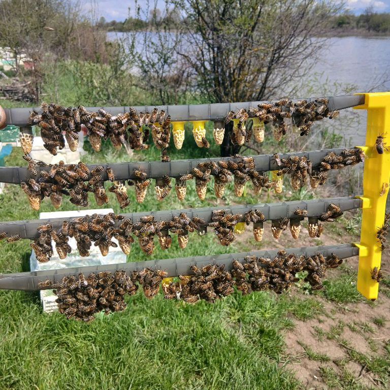 Иконка канала Пасека 1000+