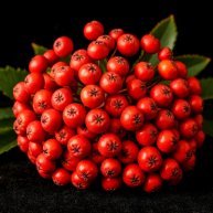 Иконка канала TKL BERRY