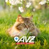 Иконка канала AVZ. Дайджест о здоровье животных